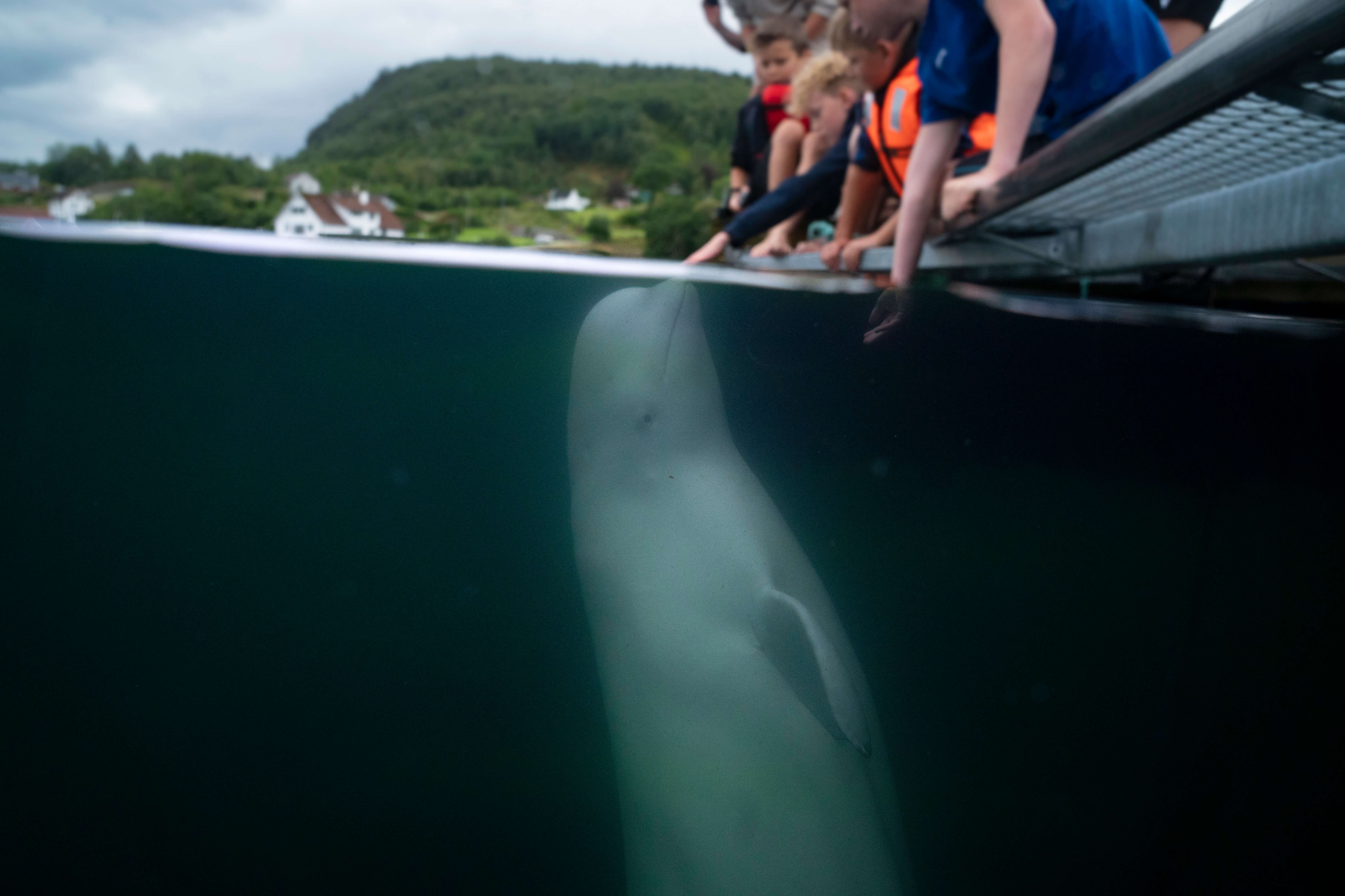 Koen Margodt - The Death of Hvaldimir: a Double Tragedy